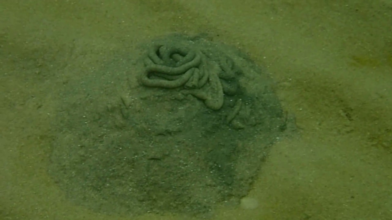 slug fish and alien volcano - YouTube