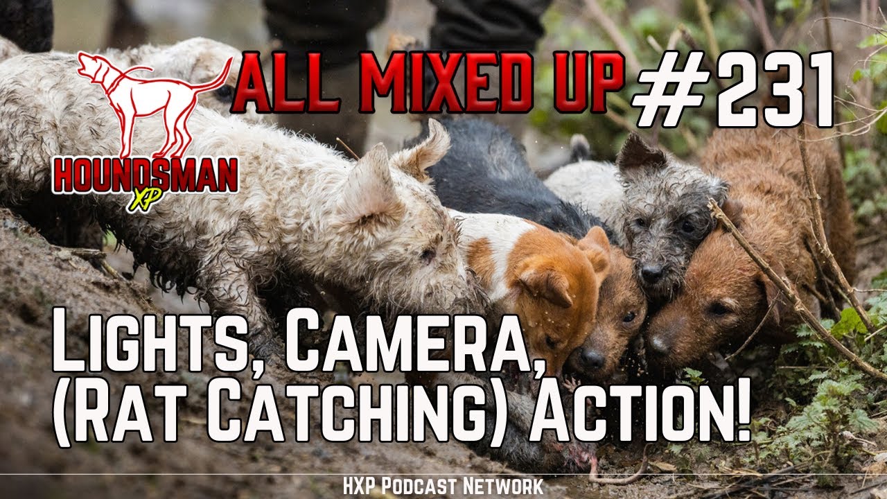 Lights, Camera, (Rat Catching) Action! - Ratting Terriers to SA ...