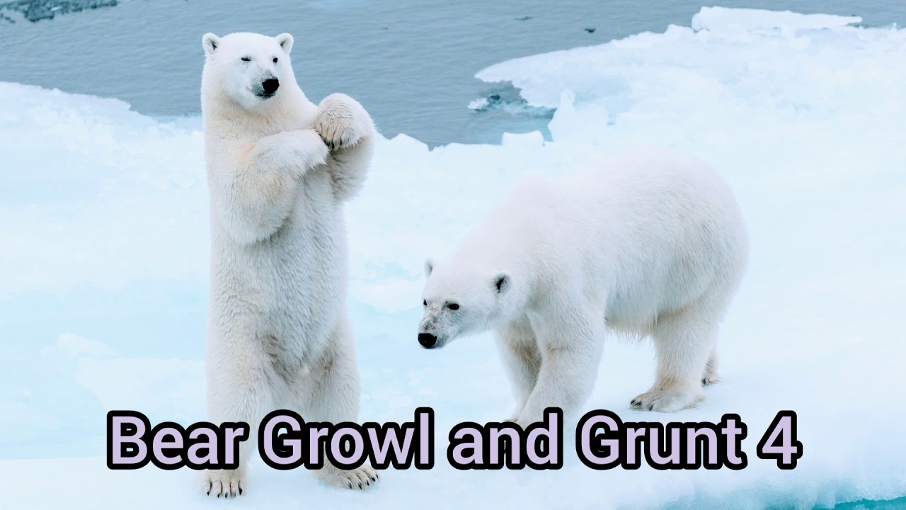 Bear Growl and Grunt 4 - FreeSoundEffects - YouTube