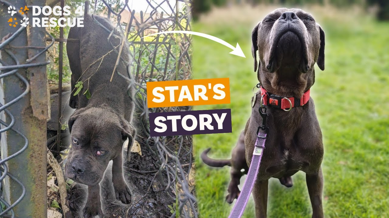 Star's Story | The Rescue Lottery by Dogs 4 Rescue - YouTube