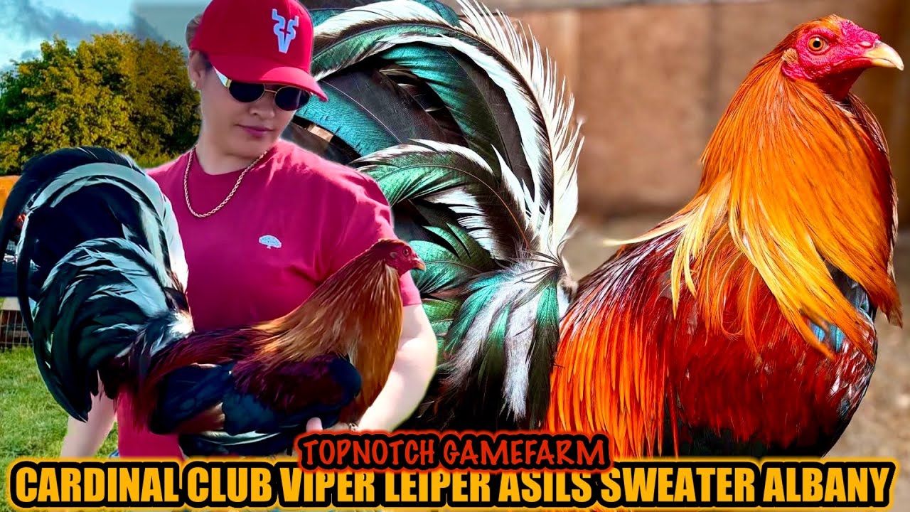 Cardinal Club Viper Leiper Asils Sweater Albany ~ TOPNOTCH GAMEFARM ...