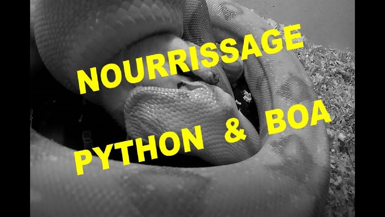 NOURRISSAGE PYTHON ET BOA - YouTube