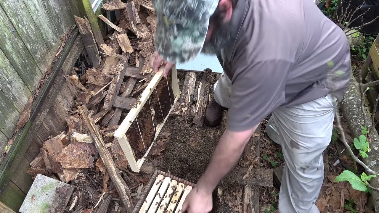 Bee Man Vs Trash Pile Full Of Bees - YouTube