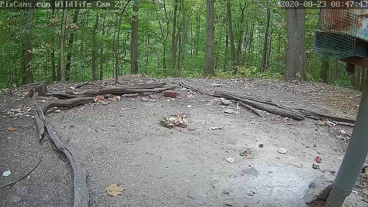 Wildlife Webcam 2 Live Stream - YouTube