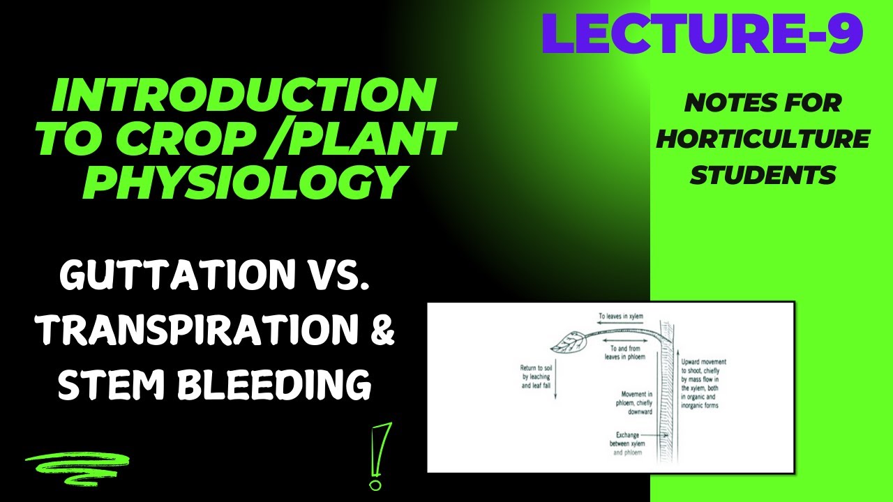 Lecture 9 : Guttation, Transpiration & Stem Bleeding || difference ...