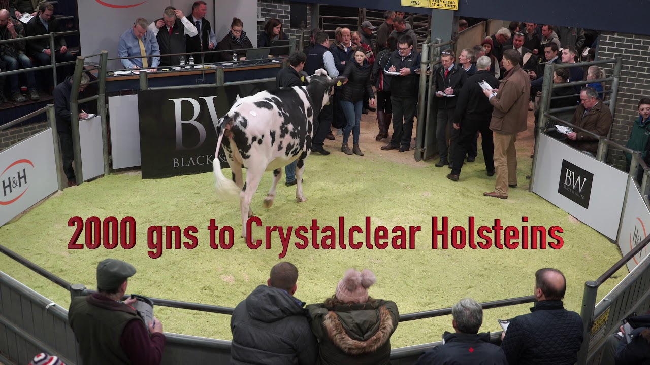 Black & White.UK's #1 Elite Dairy Sale.Lots 7/8.Dalevalley Dore Tracey ...