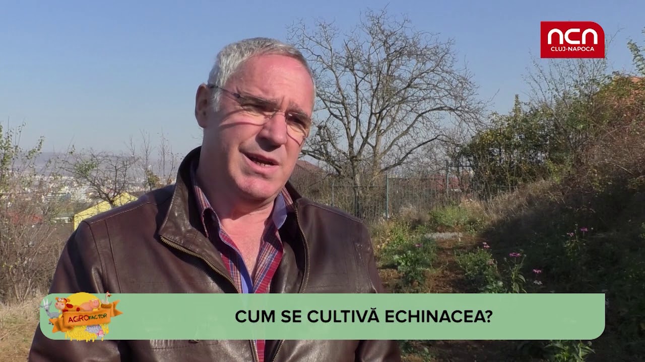 Agro Factor - Echinacea, vedeta in solurile romanesti - YouTube