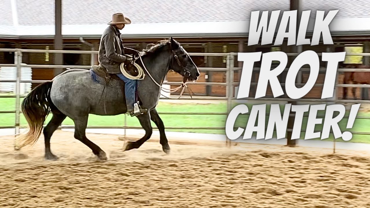 Training Marlin | Walk Trot Canter | Horse Training - YouTube