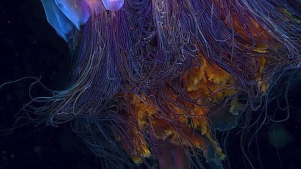 voidfish mix - YouTube