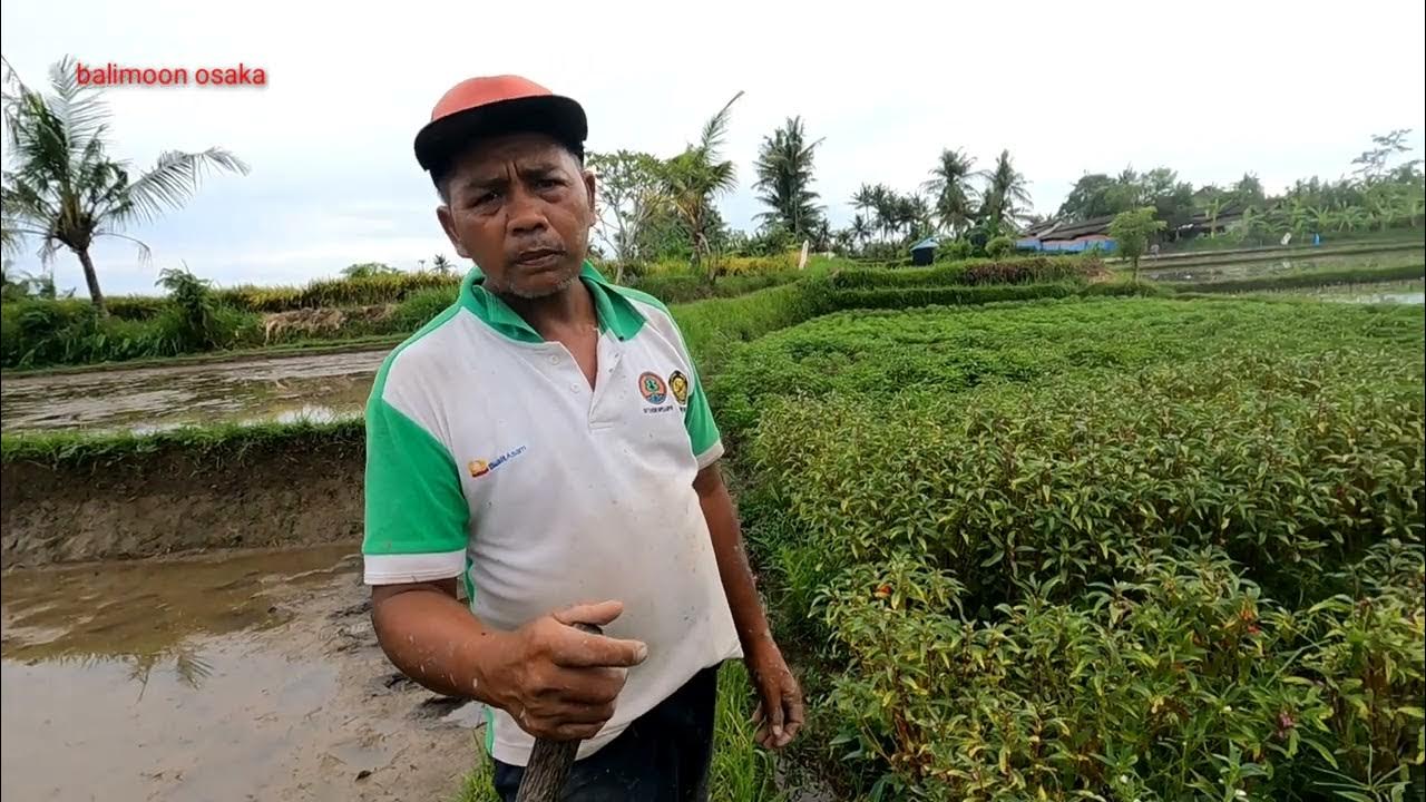 Jalan jalan ke persawahan disore hari - YouTube