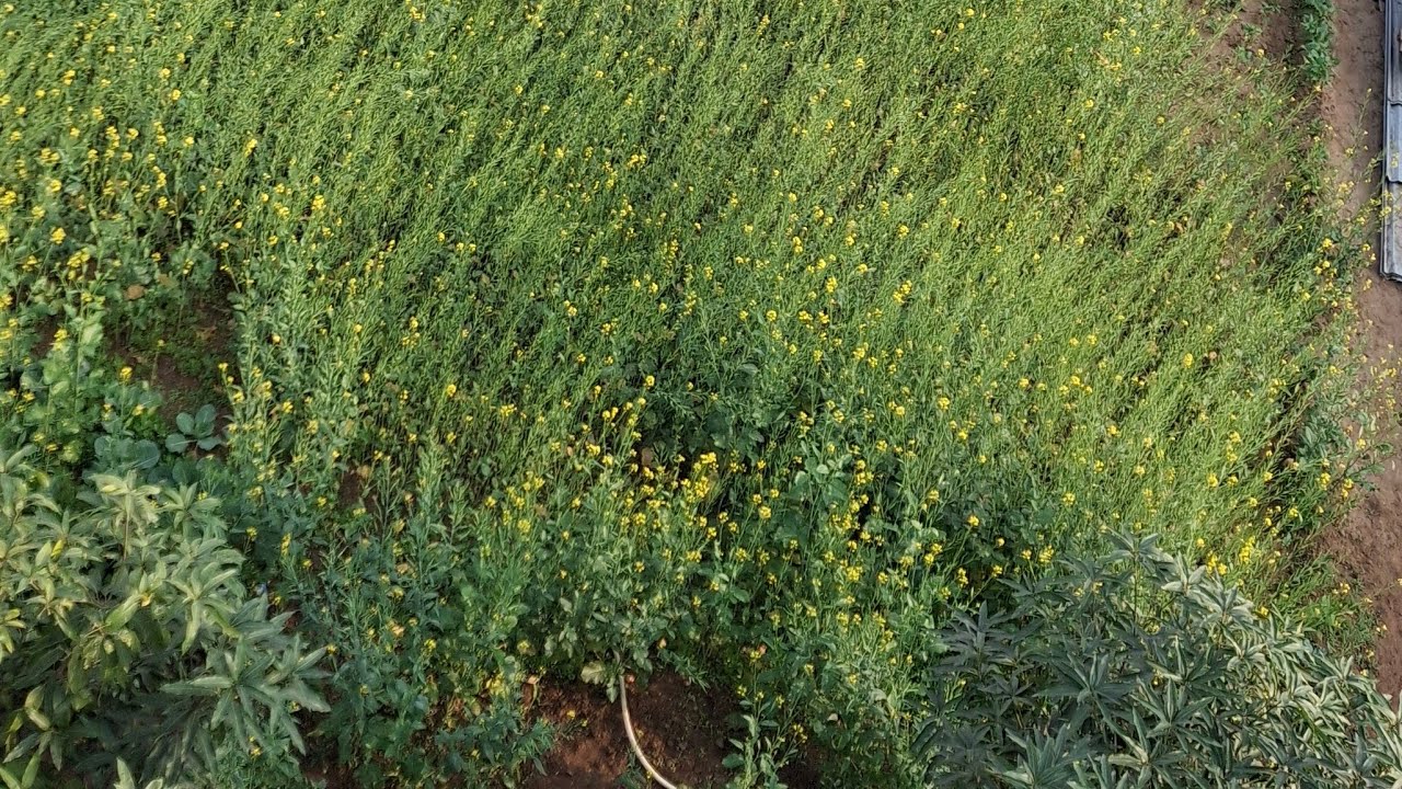 Sandhya Bhatt is live - YouTube