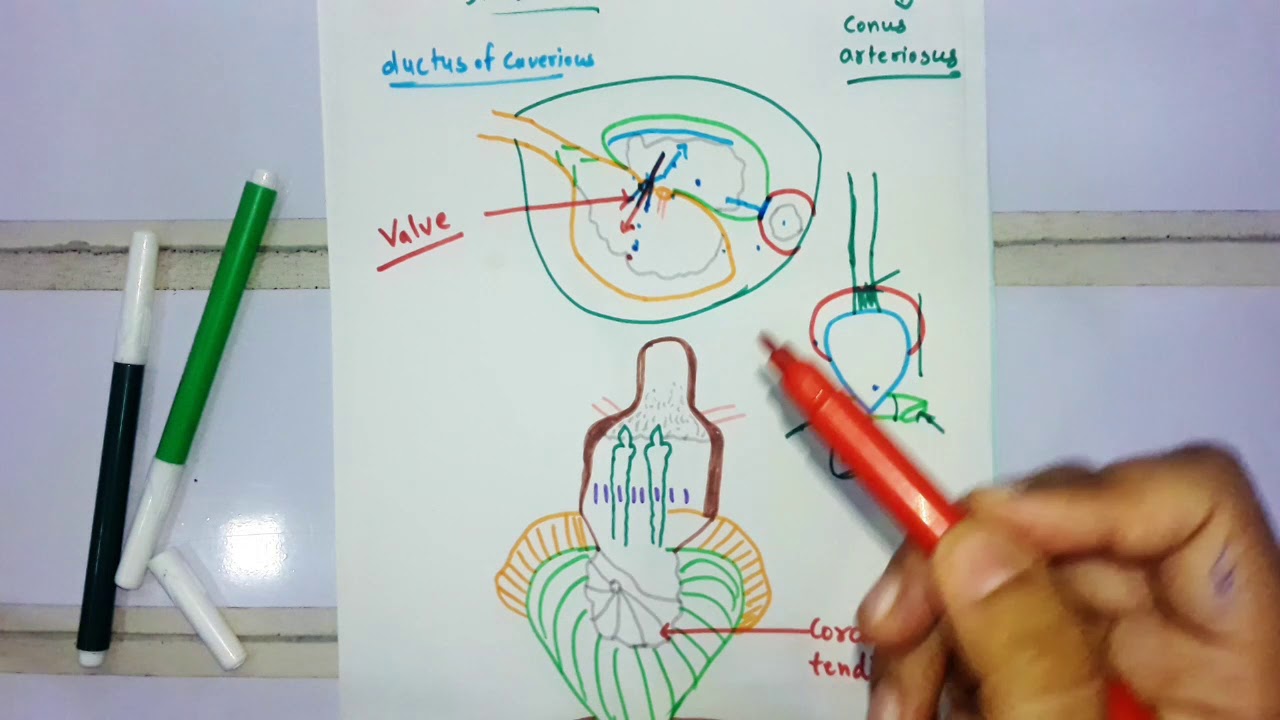 Heart Structure Of Scoliodon - YouTube