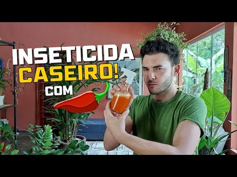 Inseticida caseiro com pimenta #pimenta #plantas #receitacaseira - YouTube