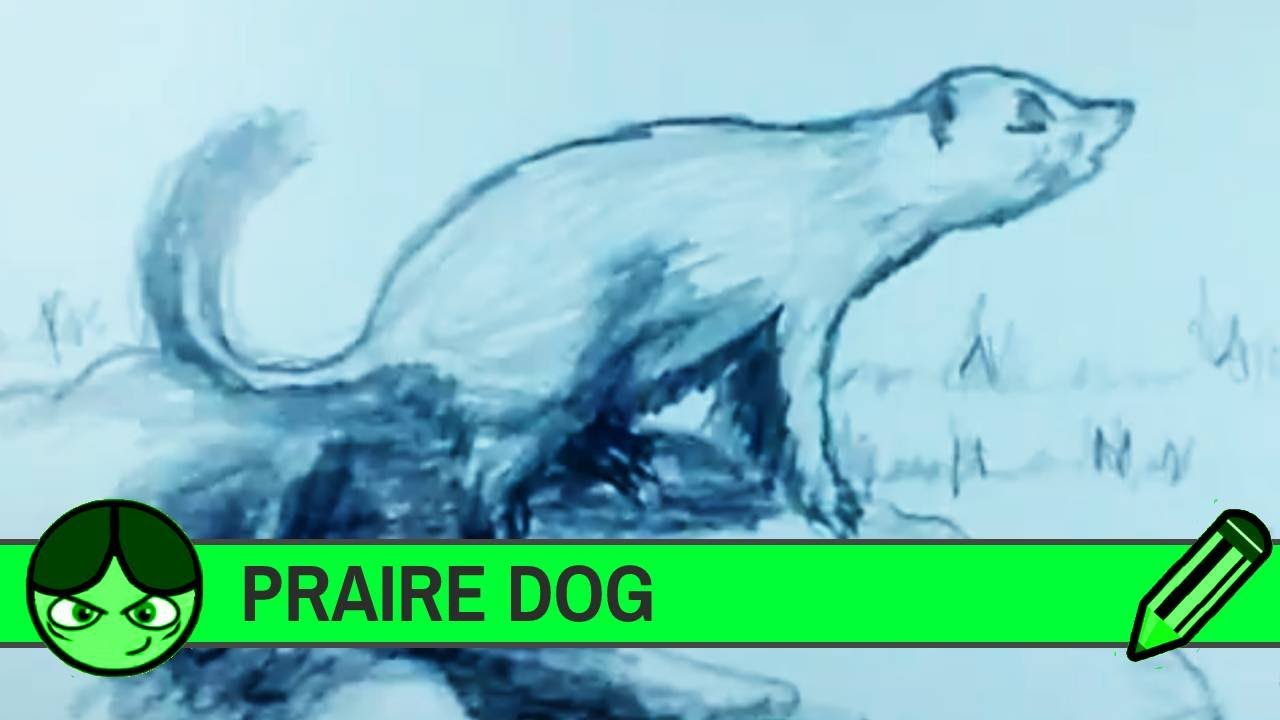 ヅ How to DRAW a PRAIRE DOG cute【easy step by step】 Como dibujar un ...
