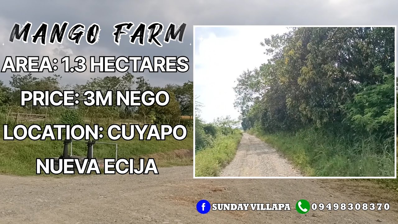 V#48(Sold) | 1.3 HECTARES, MANGO FARM, PRICE 3M ALL IN, LOCATION CUYAPO ...