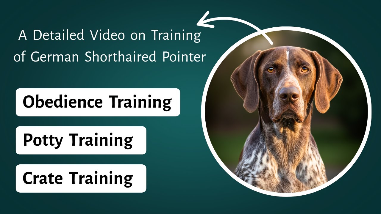 Training a German Shorthaired Pointer - Obedience Training, Potty ...