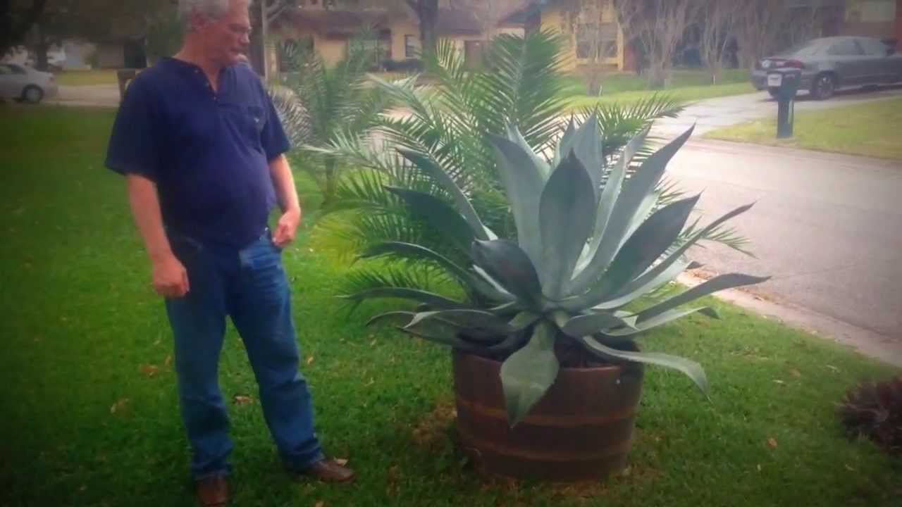 Huge Rare Agave plant - YouTube