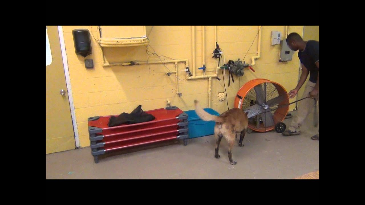The K9 Training Academy | Bullet | Detection Dog - YouTube