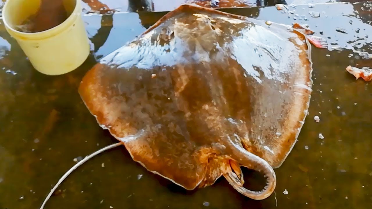 Cutting Sting Ray | Fish Cutting Skills - YouTube