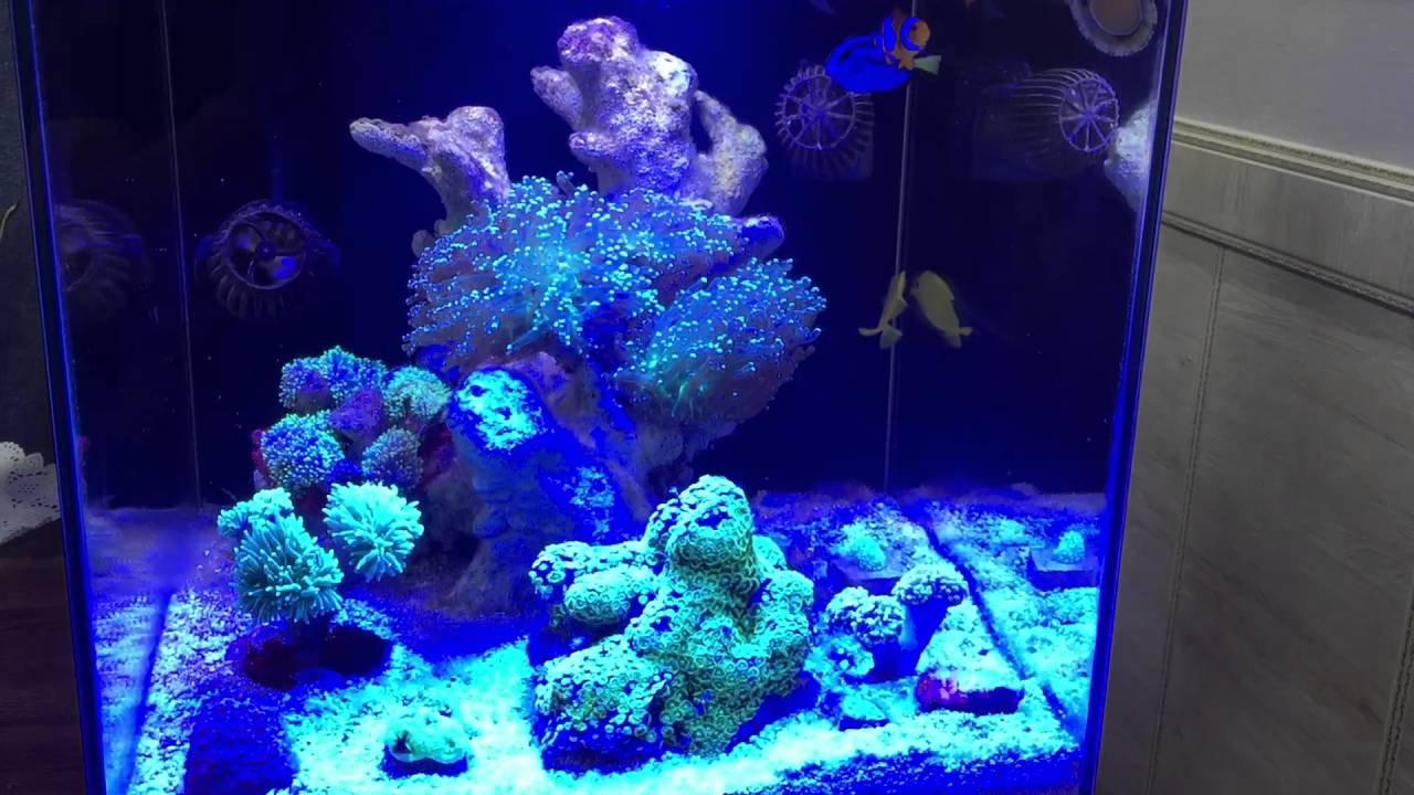 35cube reef tank - YouTube