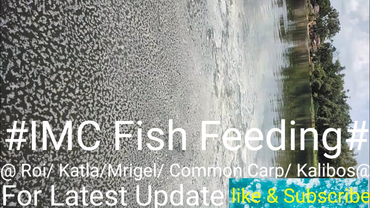 IMC Fish Feeding# Roi/ Katla/Mrigel/Silver Carp/ Grass Carp/ Kalibos ...