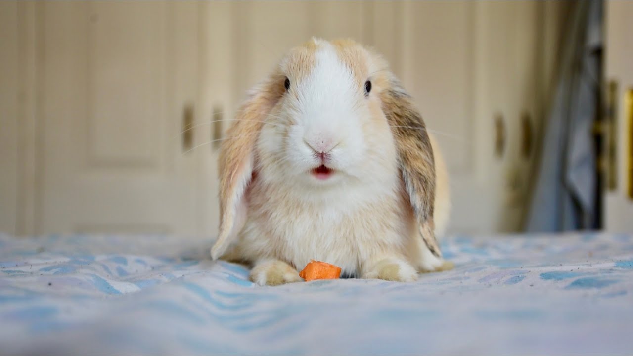 Cute holland loop bunny rabbit munching on carrot - YouTube