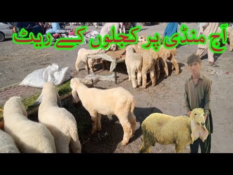 Today check the rates of kajla sheep in Market|Sheep farming in ...