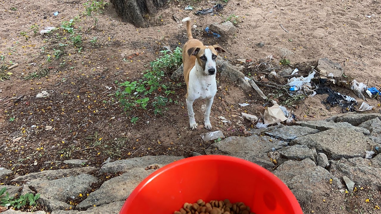 Stray dog grab my hand, begging for some help - YouTube