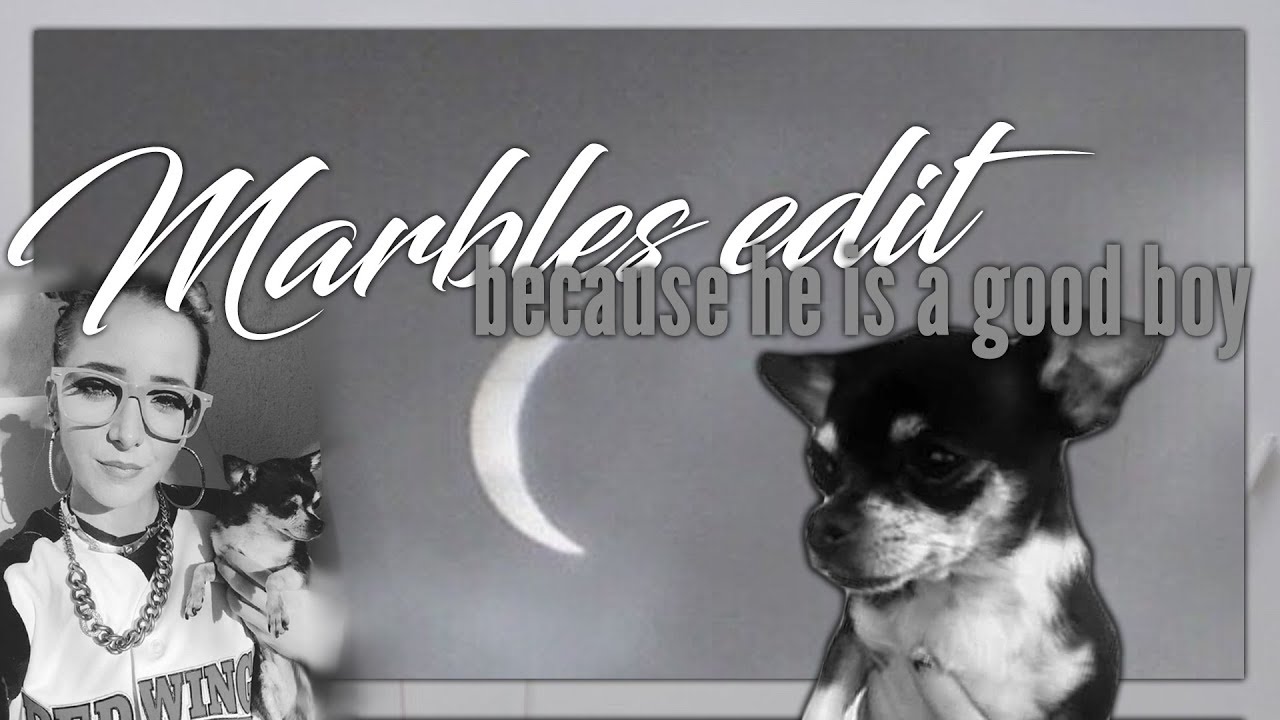 Marbles the dog being a well trained puppo i guess - YouTube