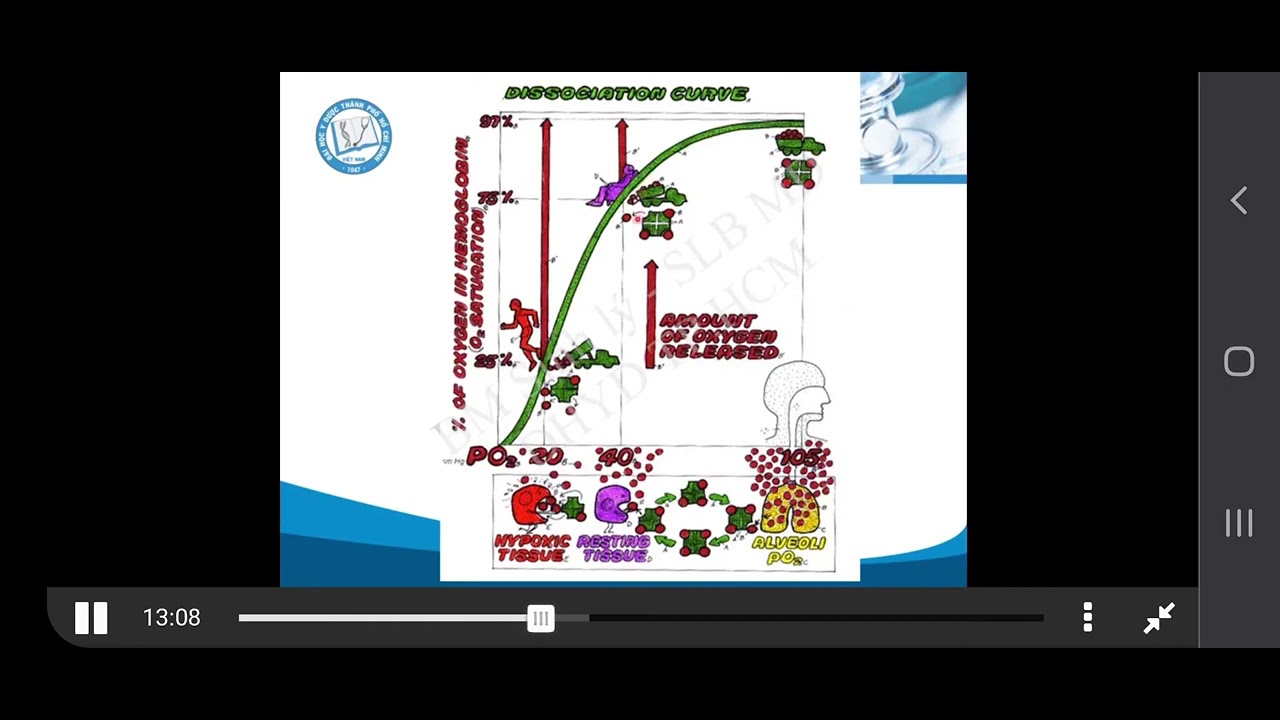 SỰ CHUYÊN CHỞ O2 và CO2 (sinh lý máu) - YouTube