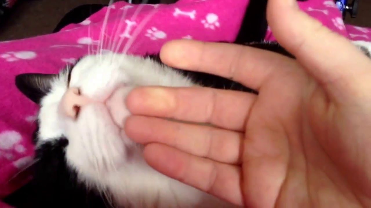 Cheeky cat - YouTube