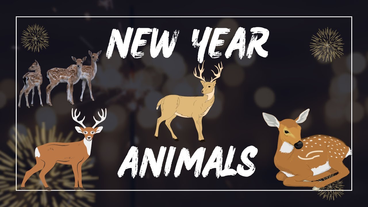 Animals happy new year sound #animals #funnyvideo #relax Animals Warden ...