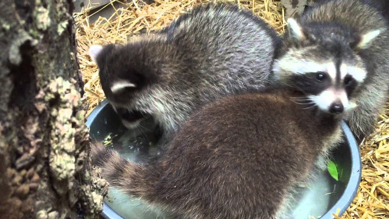 What's in the pan?! Baby raccoons investigate sugar snap peas. - YouTube