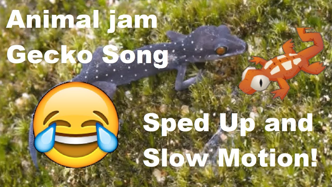 Animal jam: Gecko Song (Sped up and Slow Motion!) - YouTube