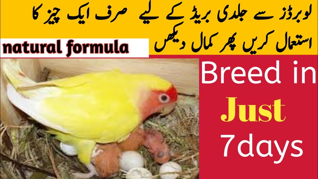 love birds breeding formula | lovebirds se jaldi breed lane ka formula ...