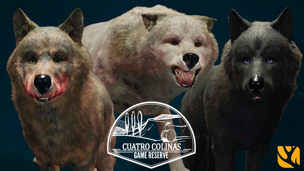 FINALLY HUNTING DOWN THE THREE MISSION WOLVES OF CUATRO COLINAS IN THE ...