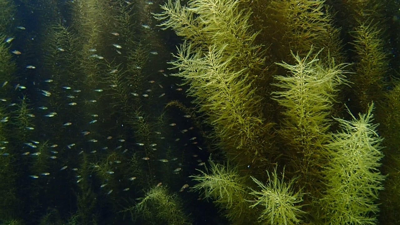 Juvenile of rockfish on the Sargassum horneri bed in Yashiro jima ...