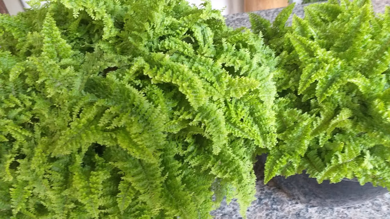 Mini _ Samambaia Havaina Plantar Novamente!! - YouTube