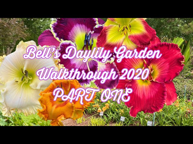 Bells Daylily Garden Fasci Garden
