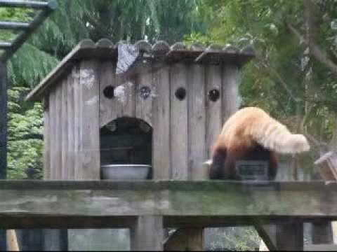 Styan's Red Panda-1 "Bully" - YouTube