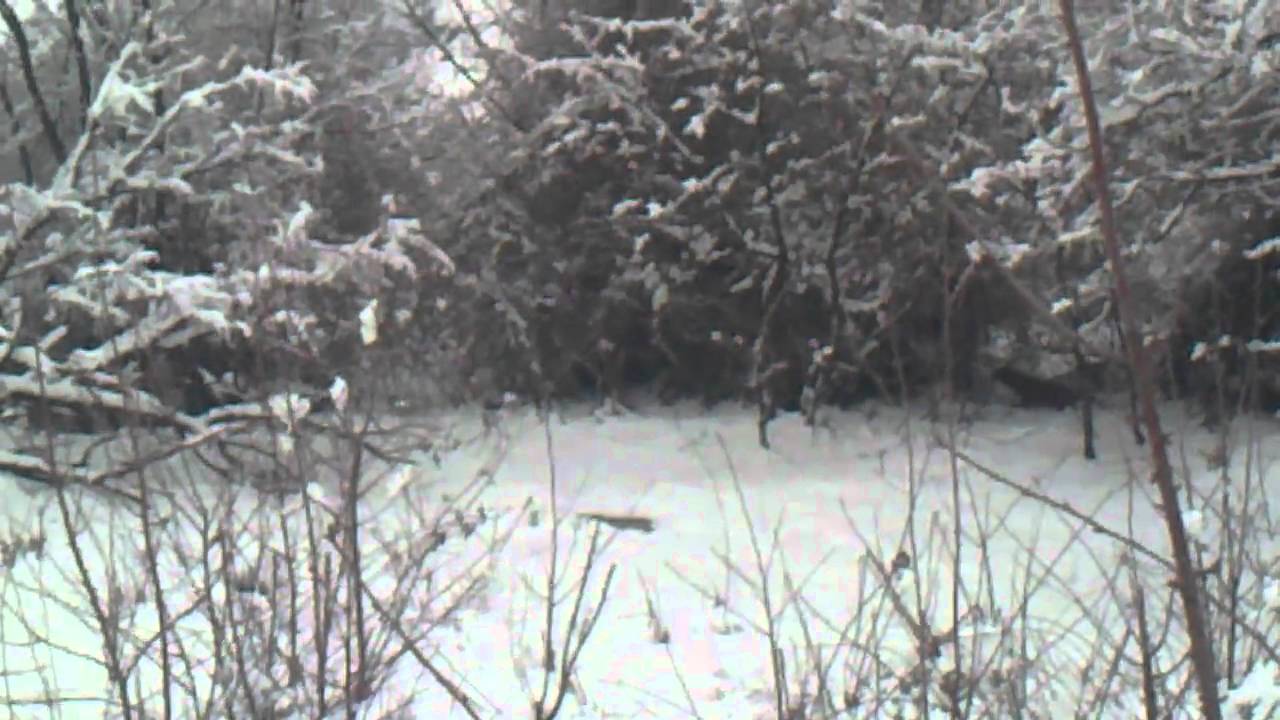 Dachsbracke(copoi alpin) - YouTube