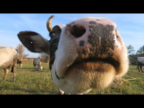 top 5 cow sniff photos - YouTube