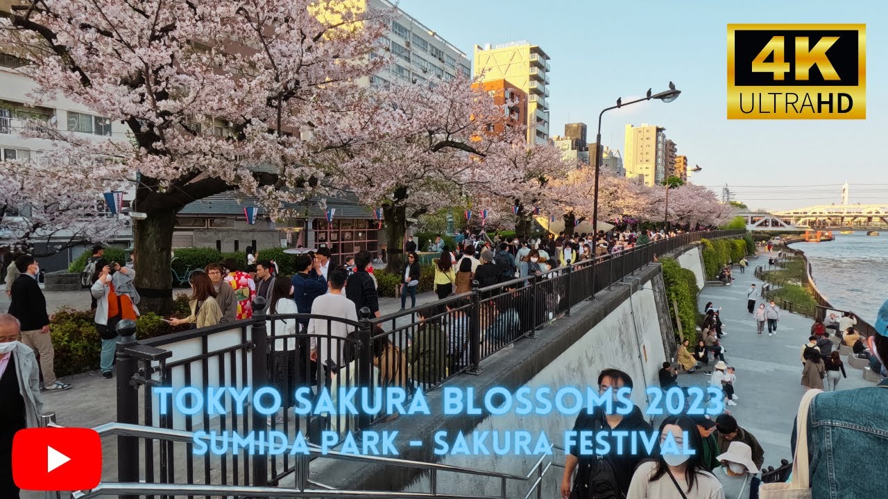 Tokyo Cherry Blossom 2023: Exploring the Sumida Park Sakura Festival ...
