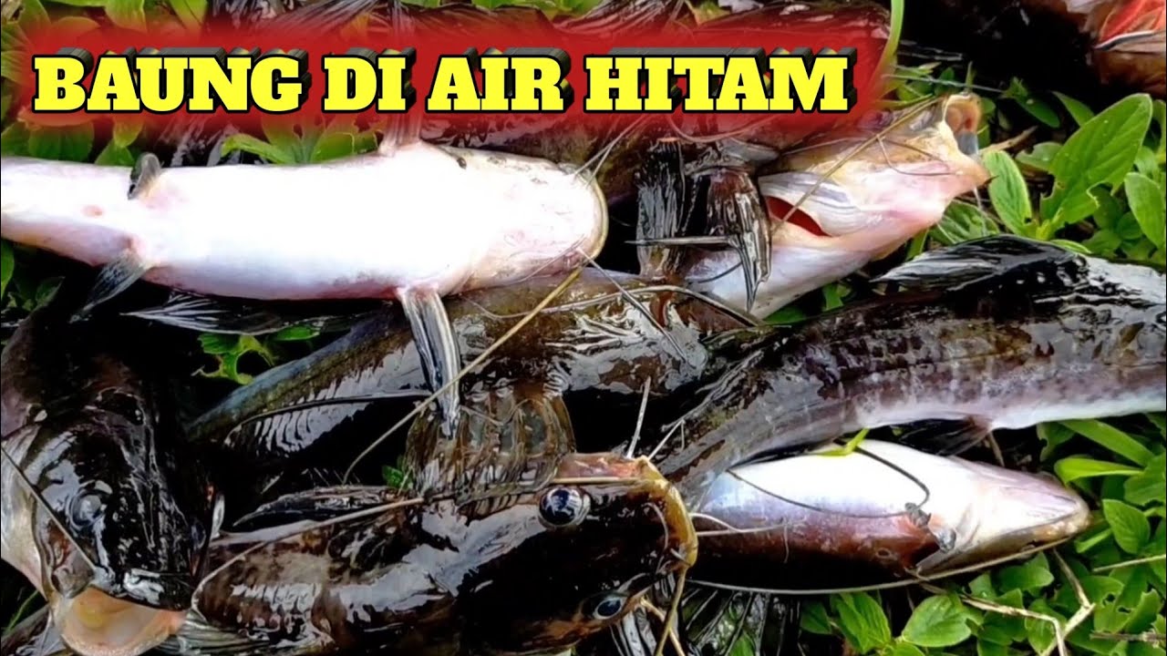 GANAS‼️TAJUR BAUNG AIR HITAM - YouTube