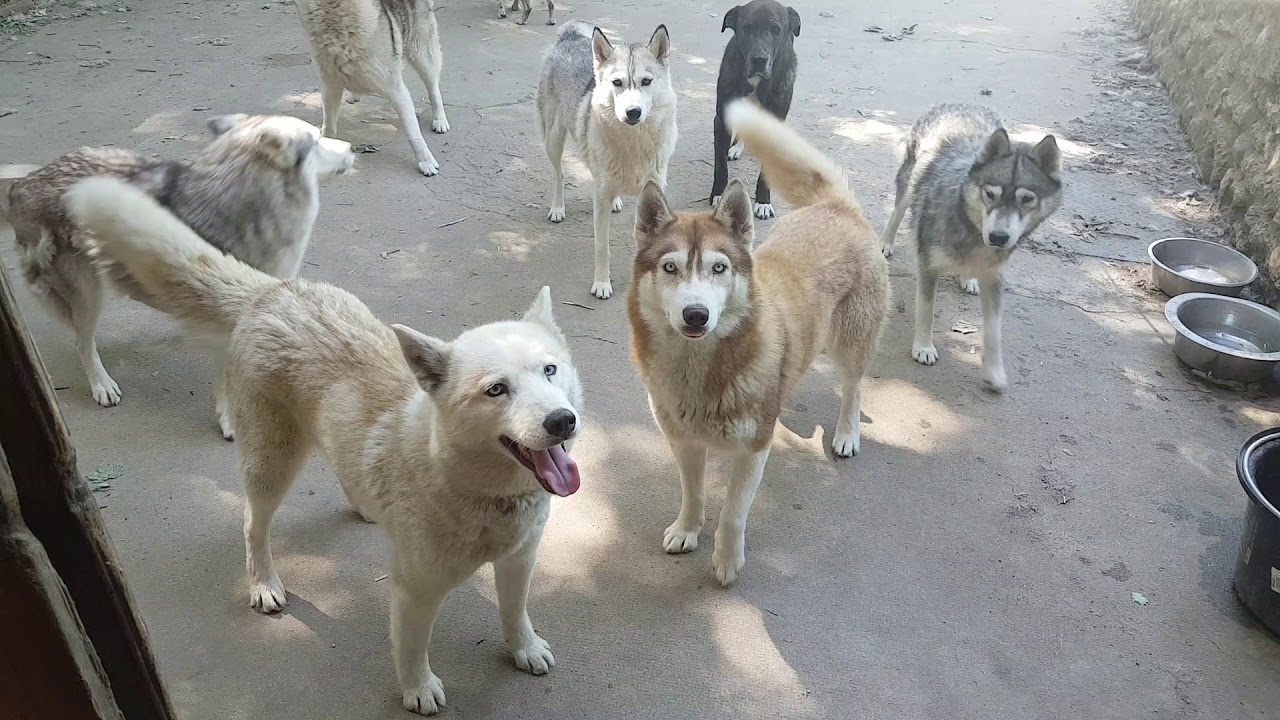 On mange ? Les husky 😁😁 - YouTube