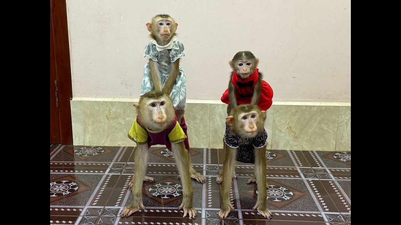 Sovan & Sovanny 4 Legs Stand Up Carry Jula & Kobie Very Mannerly ...