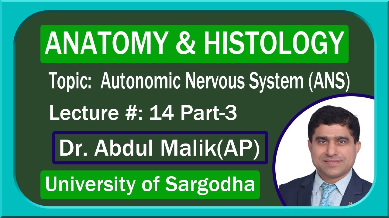 Autonomic Nervous System || sympathetic and parasympathetic nervous ...