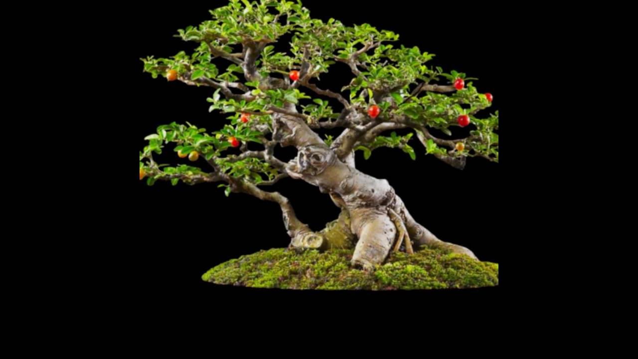 Japanese Art of Growing a Miniature Tree - YouTube