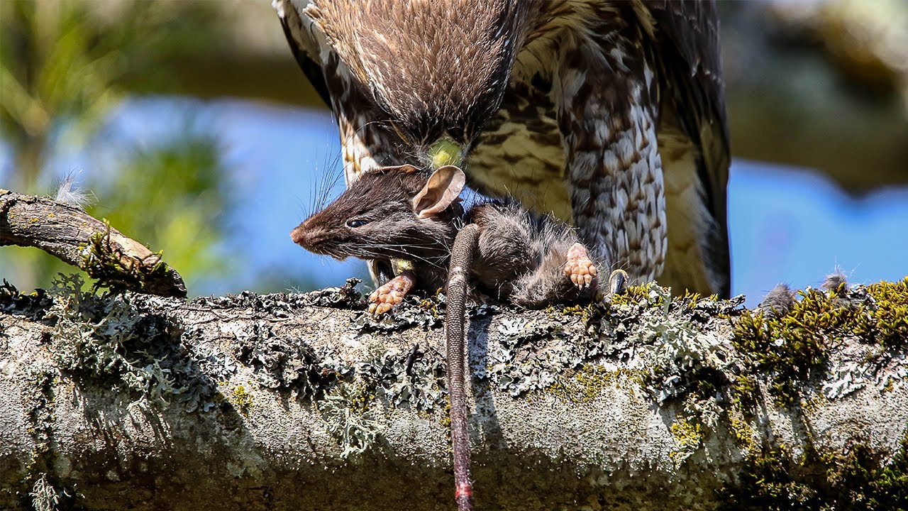 Red tailed Hawk eats a rat and pulls the rats head inside out. *Graphic ...