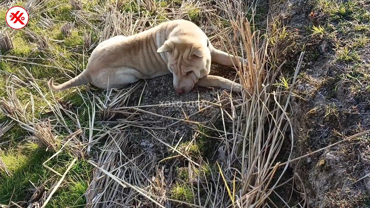 Our Dog's Favorite Hideout: The Secret Spot in the Hayloft | XOXO Viral ...
